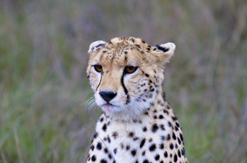 Safari au Kenya en passant par la Tanzanie, un voyage de rêve.